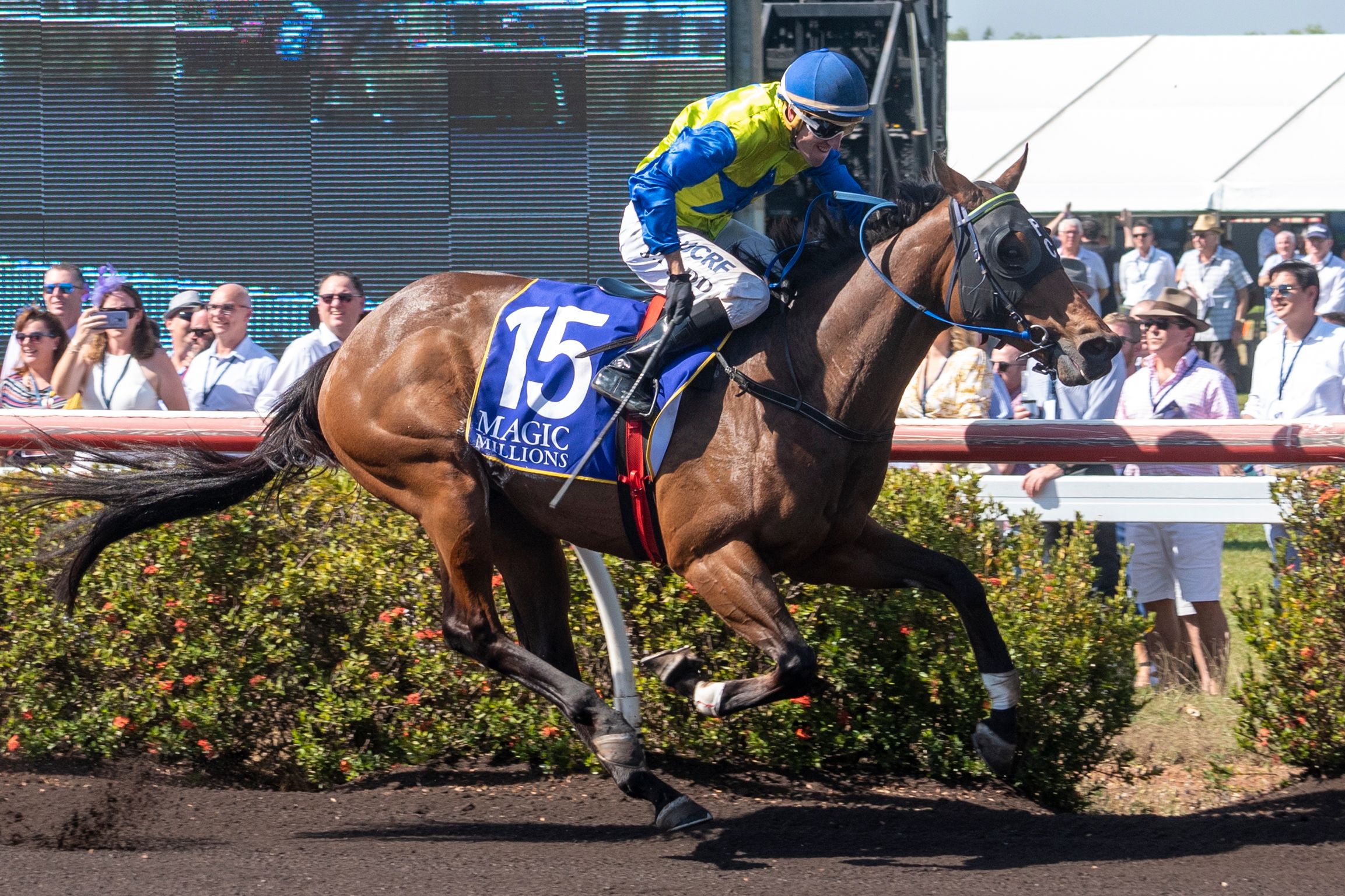 From the Race Track to Show Jumping | Thoroughbred Racing Northern ...