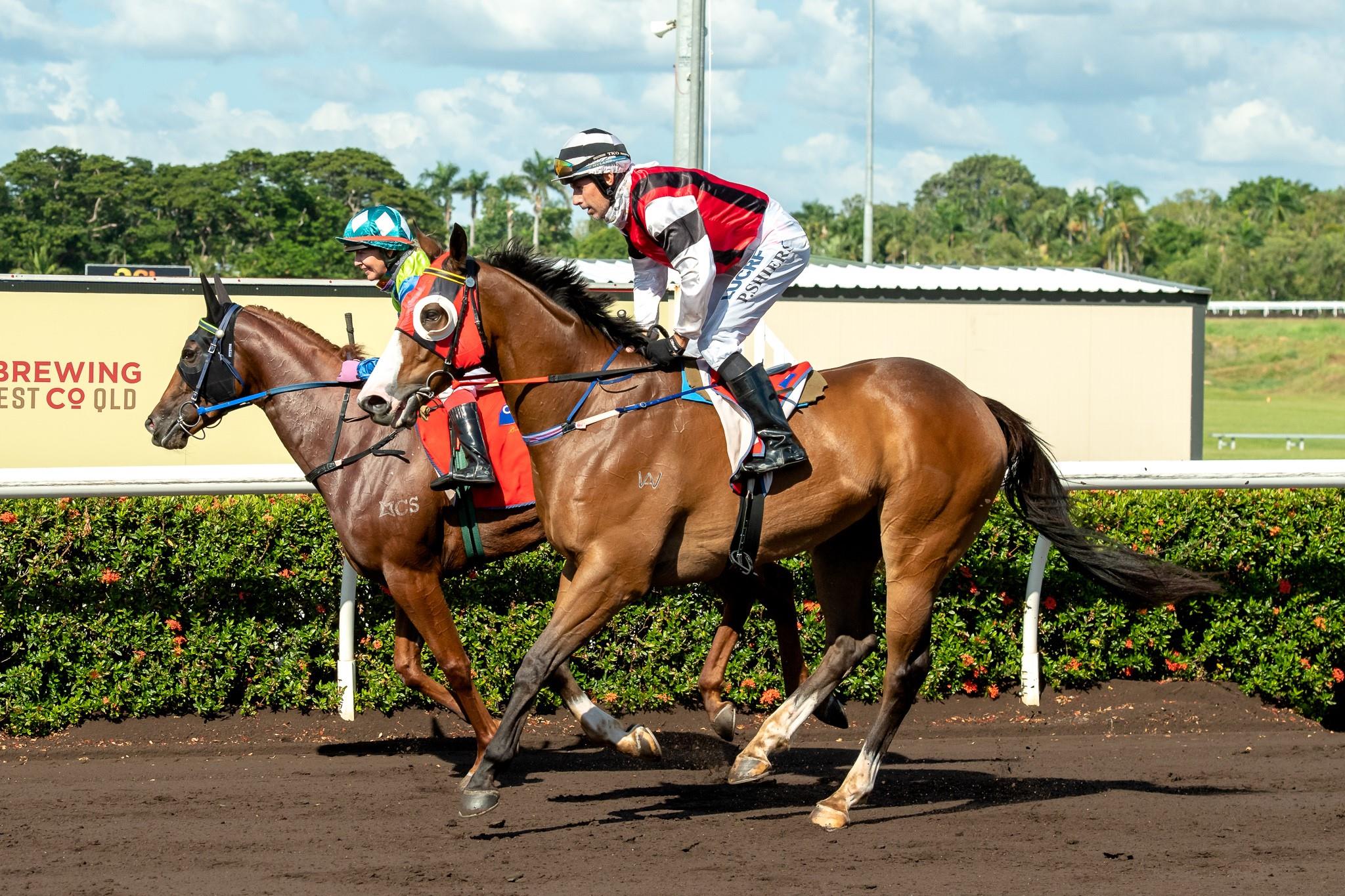 Thinking about rehoming a racehorse? | Thoroughbred Racing Northern ...